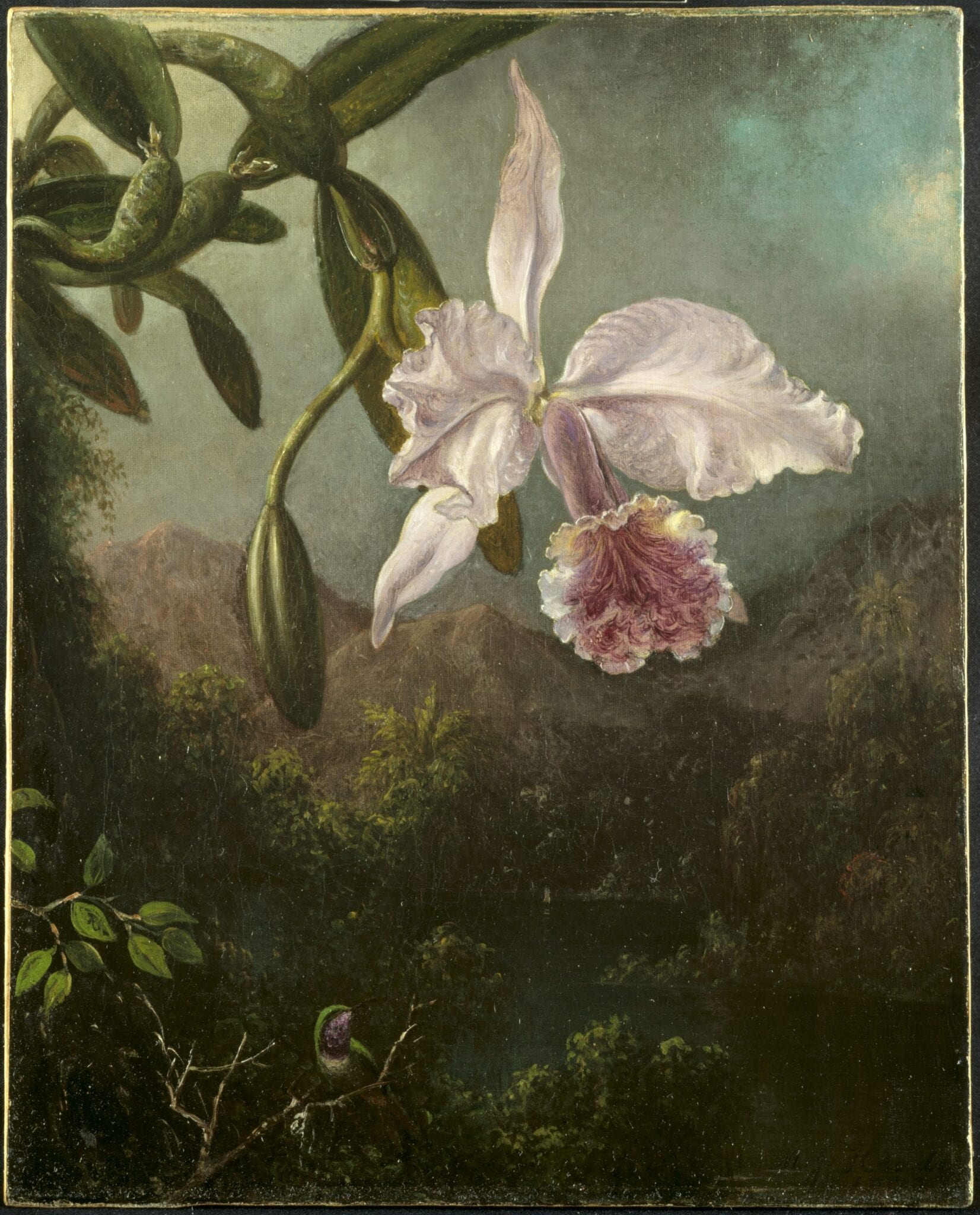 Beautiful Flower | Team TLC = Thomas, Lillian and Camilla